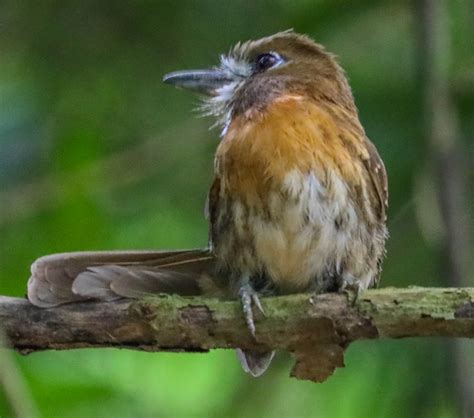 Cannundrums Moustached Puffbird