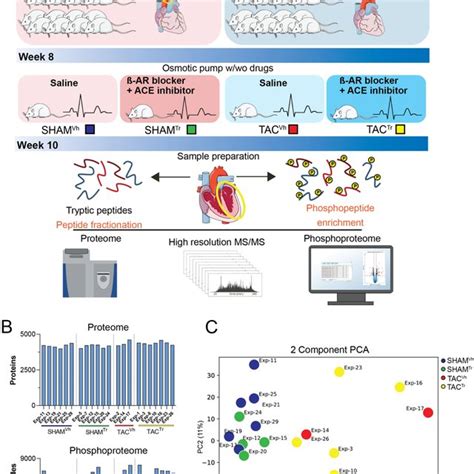 Experimental Design And Proteomics Workflow A Mice Received Either A