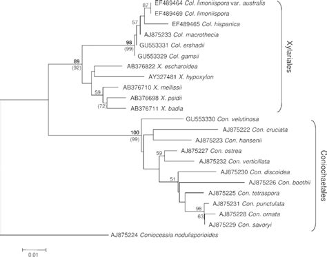 Nj Tree Based On Partial Lsu Rdna D1d2 Sequences Bootstrap Values