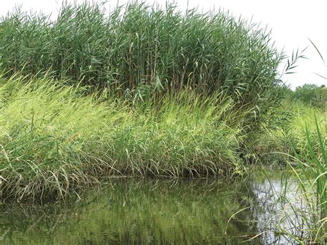 Invasive Plants Phragmites Estuary Magazine For People Who Care