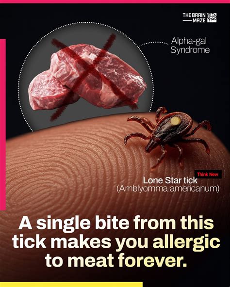 Think The Lone Star Tick Amblyomma Americanum Carries A Surprising