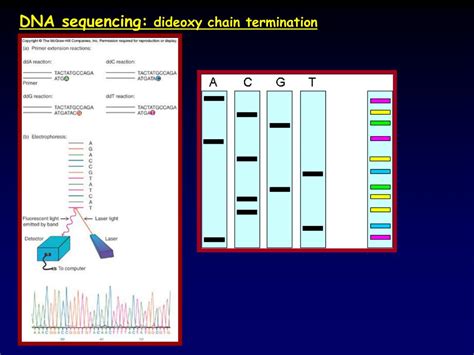 Ppt Dna Sequencing Dideoxy Chain Termination Powerpoint Presentation Id 6839091