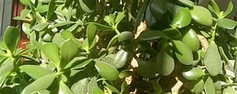 燕子掌的养殖方法和注意事项 花百科