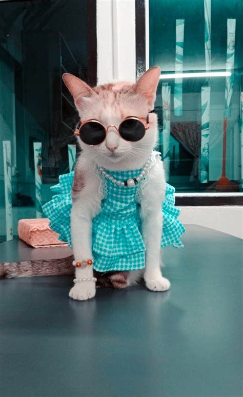 โชกี้แมวนางแบบ ถ่ายแย้วก็ถ่ายอีกแม่ก็บอกสียังไม่ได้