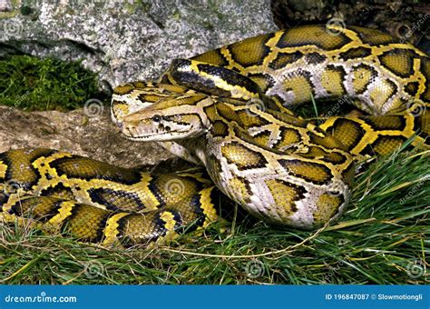 Indian Python Python Molurus Stock Image Image Of Adult Animal