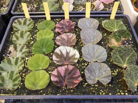 Como Hacer Esquejes De Tallo Hoja Raiz Y Plantas Bulbosas