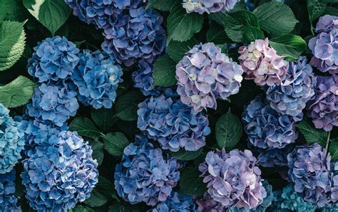 ქოთნის ყვავილები საშემოდგომო ინტერიერისთვის Archi Ge