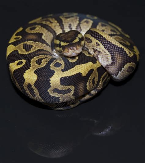 Photographing Bally Pythons On Black Glass
