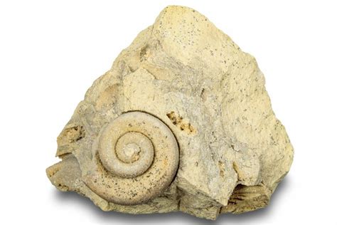 7 Ordovician Gastropod Fossil Helicotoma Wisconsin 248618 For