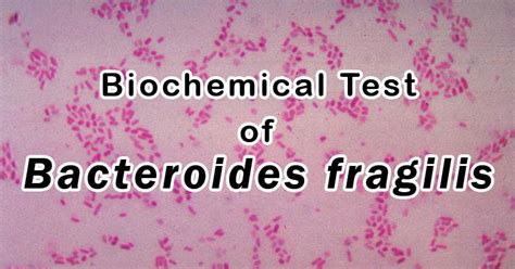 Biochemical Test Of Bacteroides Fragilis