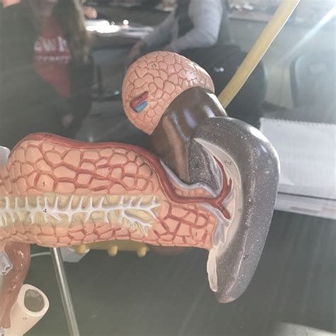 Internal Organs 2 Diagram Quizlet