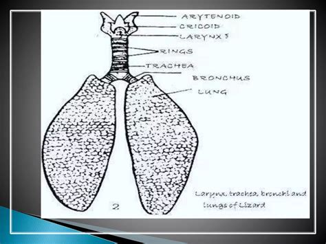 Comparative Anatomy Of Respiratory System Of Reptiles Birds And Mammals Pptx