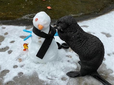 Photos Capture Rare Snowfall On The Oregon Coast
