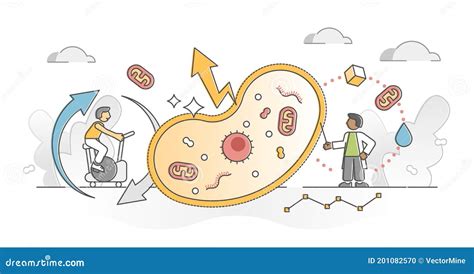 Aerobic Respiration Cellular Respiration Vector Illustration