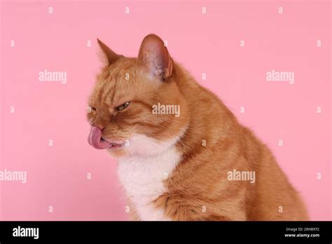 Cute Cat Licking Itself On Pink Background Stock Photo Alamy