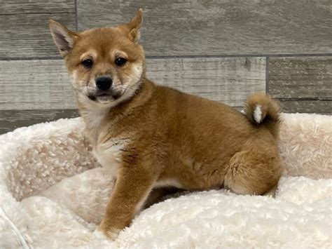 Red Sesame Shiba Inu Puppies