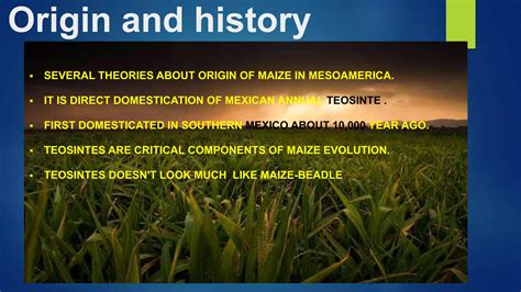 Fodder Maize Slidshare Pptx