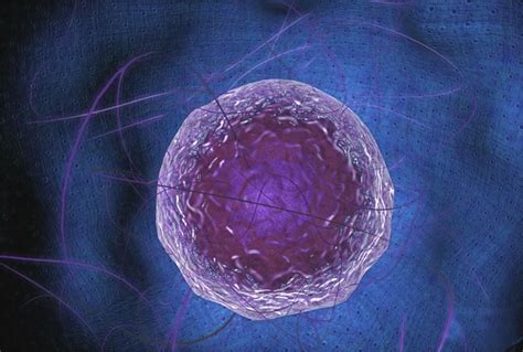 Nucleolus