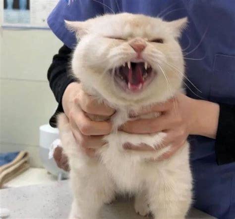 입 쩍 벌리고 하악질 아기 고양이의 진료 거부 놀라운 방법 재미진