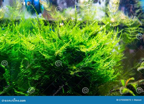 Algae In A Home Dirty Aquarium Moss Sp Giant South America Covered