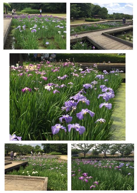 山崎公園の花菖蒲が見頃です 富士見市の地域情報公式ココシルふじみ