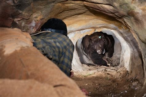 Could Future Humans “hibernate” To Prevent Disease And Extend Life Faircompanies