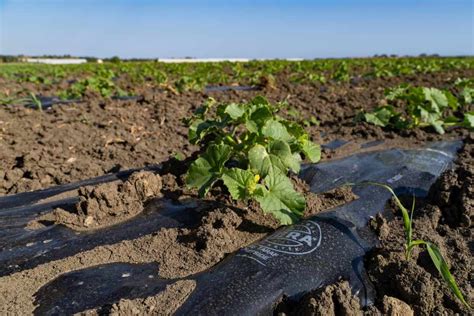 Sİyah MalÇ Malç Örtüsü Sera Plastik