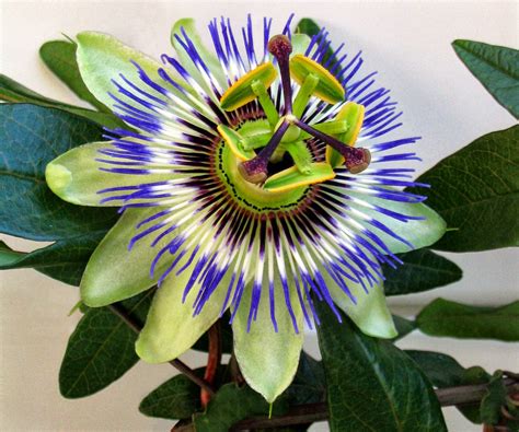 How To Grow Hardy Passion Flowers From Seed The Garden Of Eaden