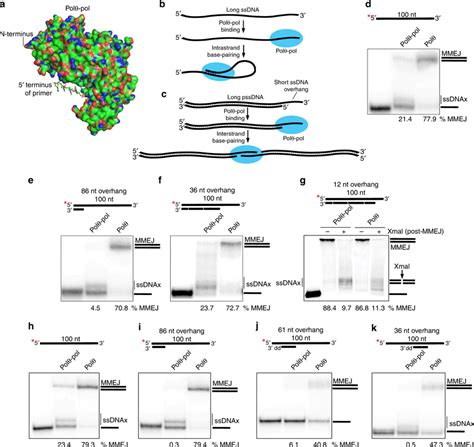 Preventing Intrastrand Base Pairing Stimulates Polθ Pol Mmej A Download Scientific Diagram
