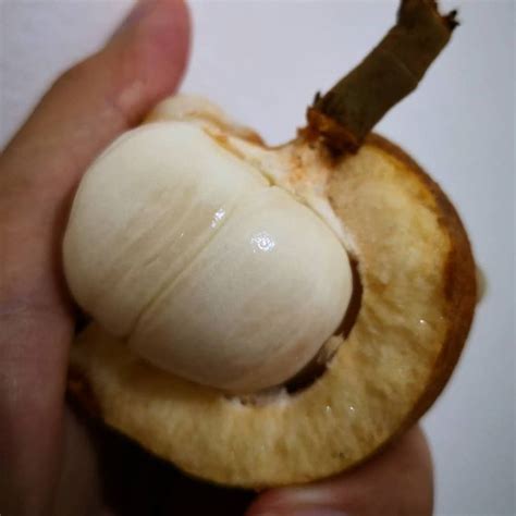 Tampoi Fruit And Also Known As Kapul Fruit Or Bitongon Has Flesh That