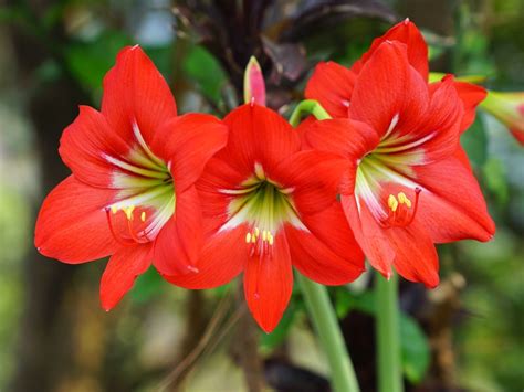アマリリスの育て方コツとお手入れ植え替えや寄せ植えを一挙紹介します GardenStory ガーデンストーリー
