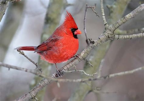 The Naturalists Northern Cardinal By Chris Williams In Lexington