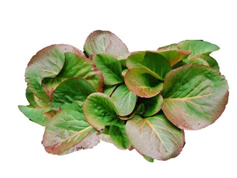 БАЗА растений на прозрачном фоне — Яндекс Диск Pflanzen Gräser