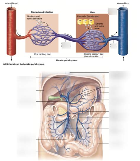 Hepatic Portal System Diagram Quizlet