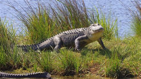 6 Most Alligator Filled Swamps In South Carolina