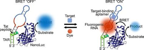Genetically Encoded Rna Based Bioluminescence Resonance Energy Transfer Bret Sensors Acs