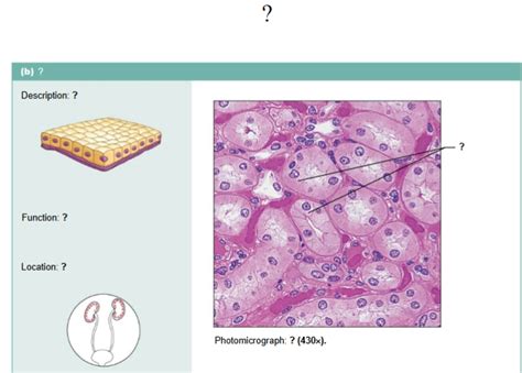 Lesson 3 Simple Cuboidal Epithelium Diagram Quizlet
