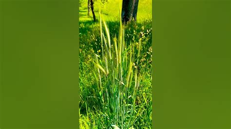 Поговори со мною мама На немецком языке нашажизньвгермании ностальгия Youtube