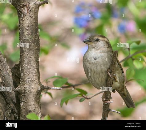 Female Tree Sparrow Hi Res Stock Photography And Images Alamy