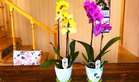 Як часто потрібно міняти субстрат у горщику з орхідеєю Читайте на Ukr Net