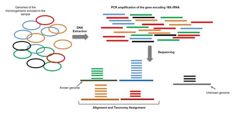 Metagenomics Using Targeted Amplicon Barcodingmetabarcoding France