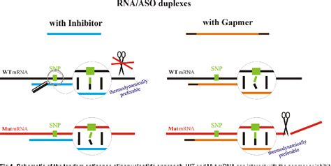 Figure 1 From A Tandem Oligonucleotide Approach For Snp Selective Rna Degradation Using Modified