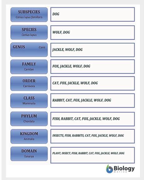 What Is Taxonomy Examples Levels Classification Taxonomy Biology
