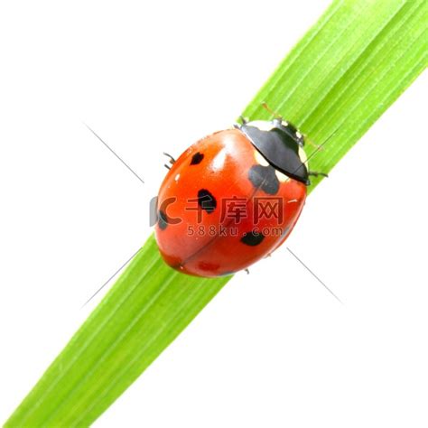 红瓢虫在绿草上孤立瓢虫澳洲瓢虫高清摄影大图 千库网