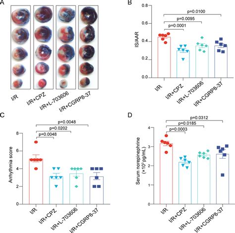Inhibition Of Spinal Trpv1 And Neuropeptide By The Antagonists Reduces Download Scientific