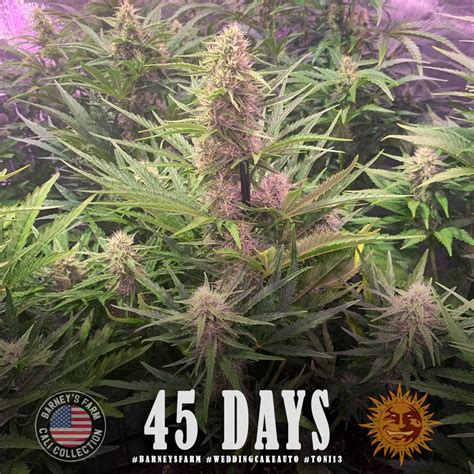 Wedding Cake Auto™ Autoflowering Cannabis Seeds Barneys Farm®