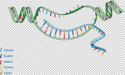 Dna Rna Transcription Vector