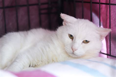 Lumilee Pesaleidja MtÜ