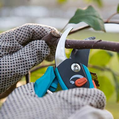 Tree Pruning Cost The Local Tree Experts