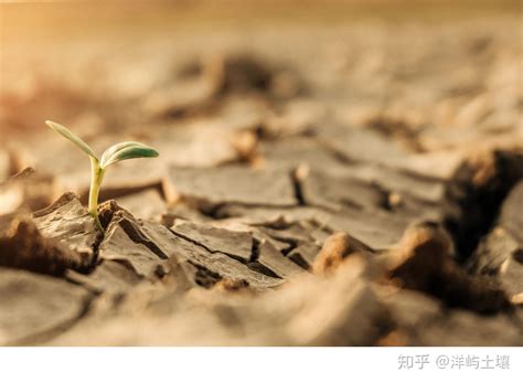 土壤板结总烂根，如何让板结的土壤疏松透气？ 知乎